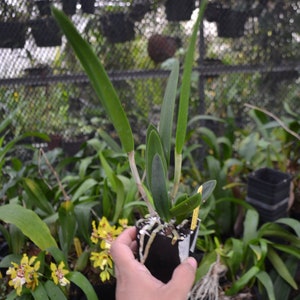 Orchid Cattleya Bc Rustic Spot Mature Live Plant - Etsy