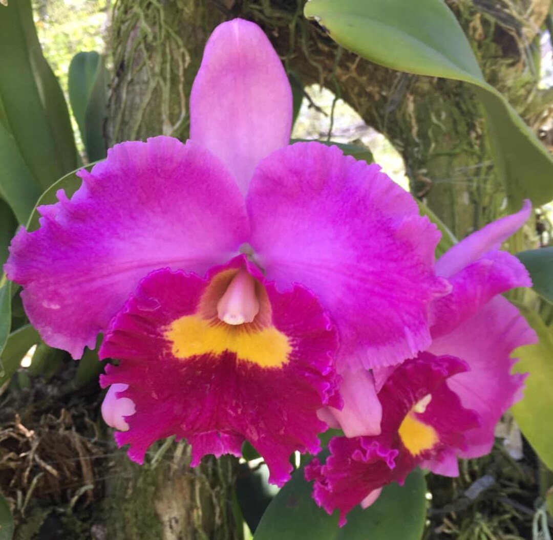 Orchid Cattleya Rlc. Hsinying Aloha 'C.H. Super' Live Mature Plant - Etsy