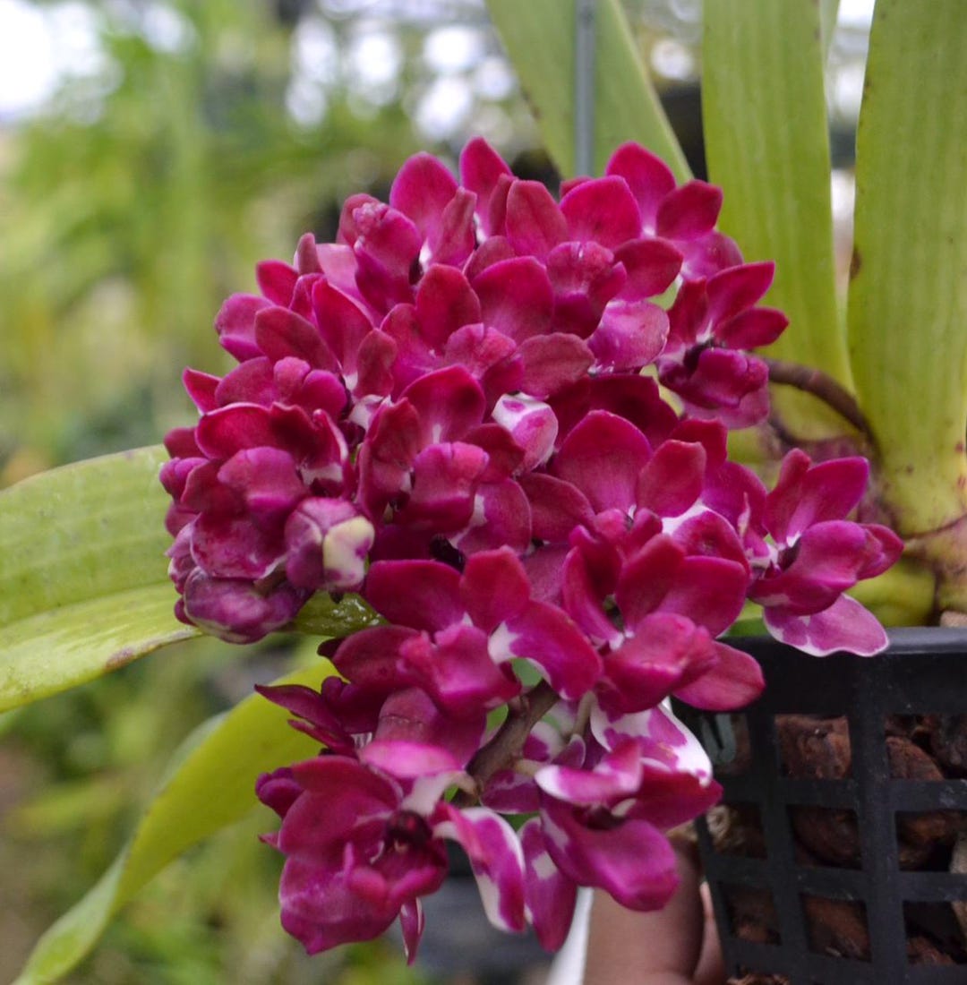Fragrant Orchid Rhyncostylis Gigantea (orange X Panda) Live Mature ...