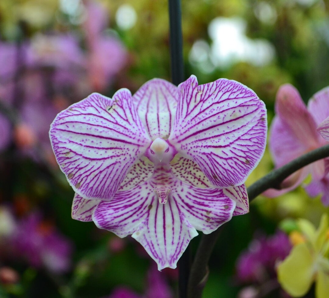 Orchid Small Phalaenopsis Phal. Champion Royal Masque Lip Mature Live ...