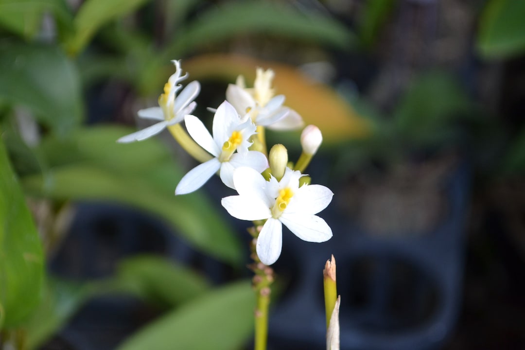 Orchid White Epidendrum Wedding Valley White Epidendrum Mature Live ...