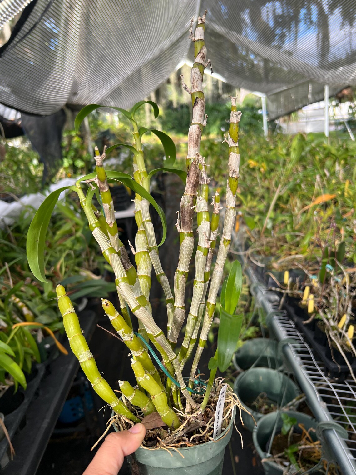 Orchid Dendrobium Nobile Spring Dream 'apollon' Nch Pot Live Plant - Etsy