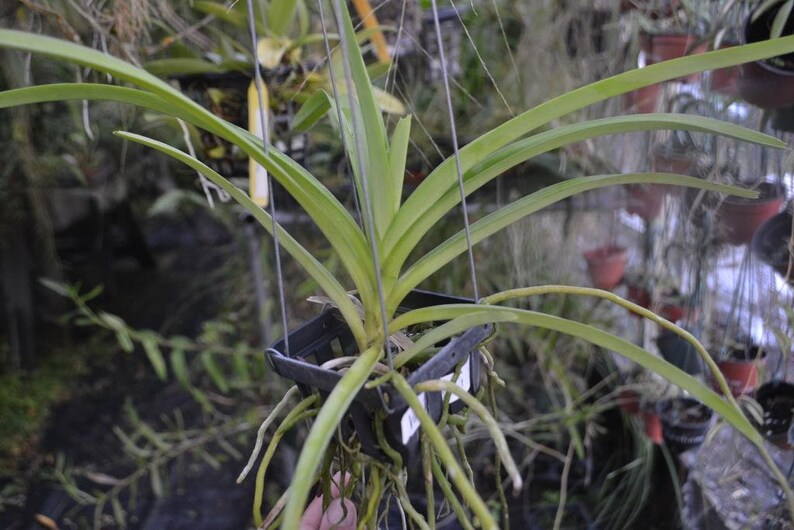 Very Fragrant Rare Species Orchid Vanda Mimi Palmer Seedling - Etsy