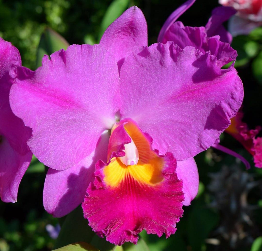 Orchid Cattleya Rlc. Perfect Choice ‘purple Lady’ Live Plant - Etsy