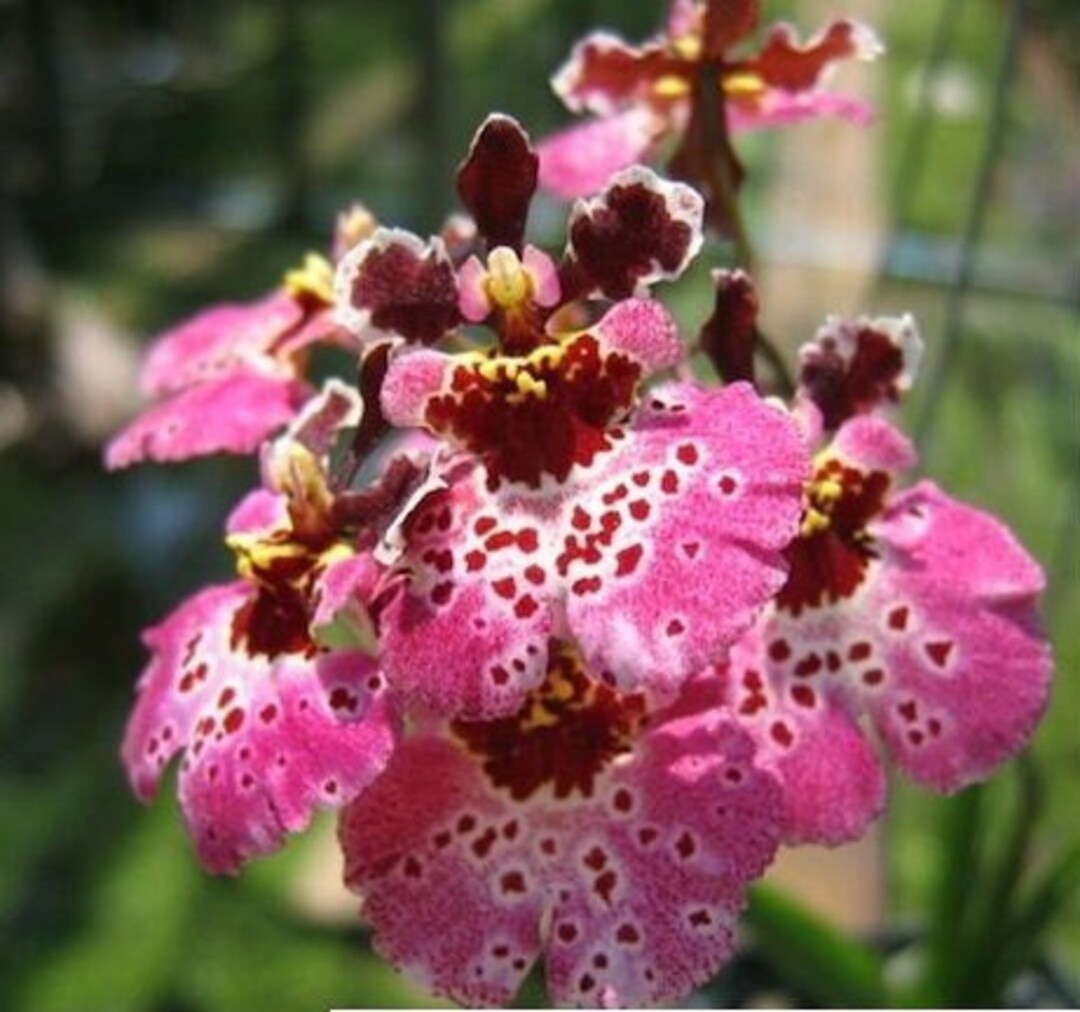 Miniature Orchid Oncidium Tolumnia Jairak Rainbow 'strawberry' Oncidium ...
