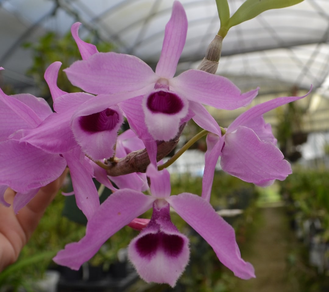 Fragrant Orchid Dendrobium Den Anosmum Seedling Live Plant - Etsy