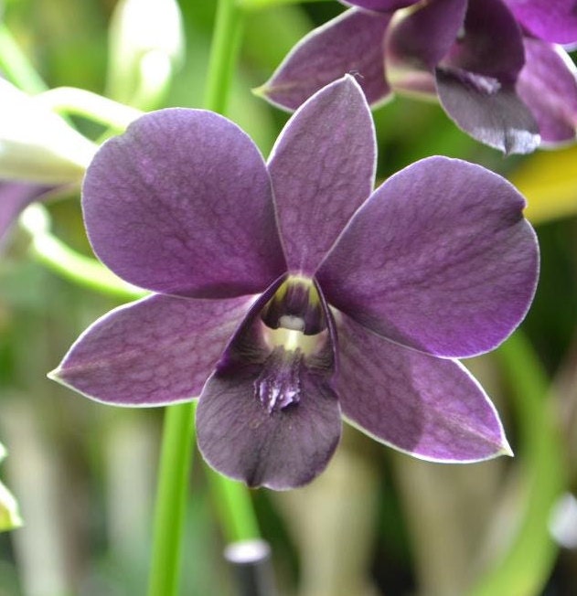 Blue Dendrobium Orchids