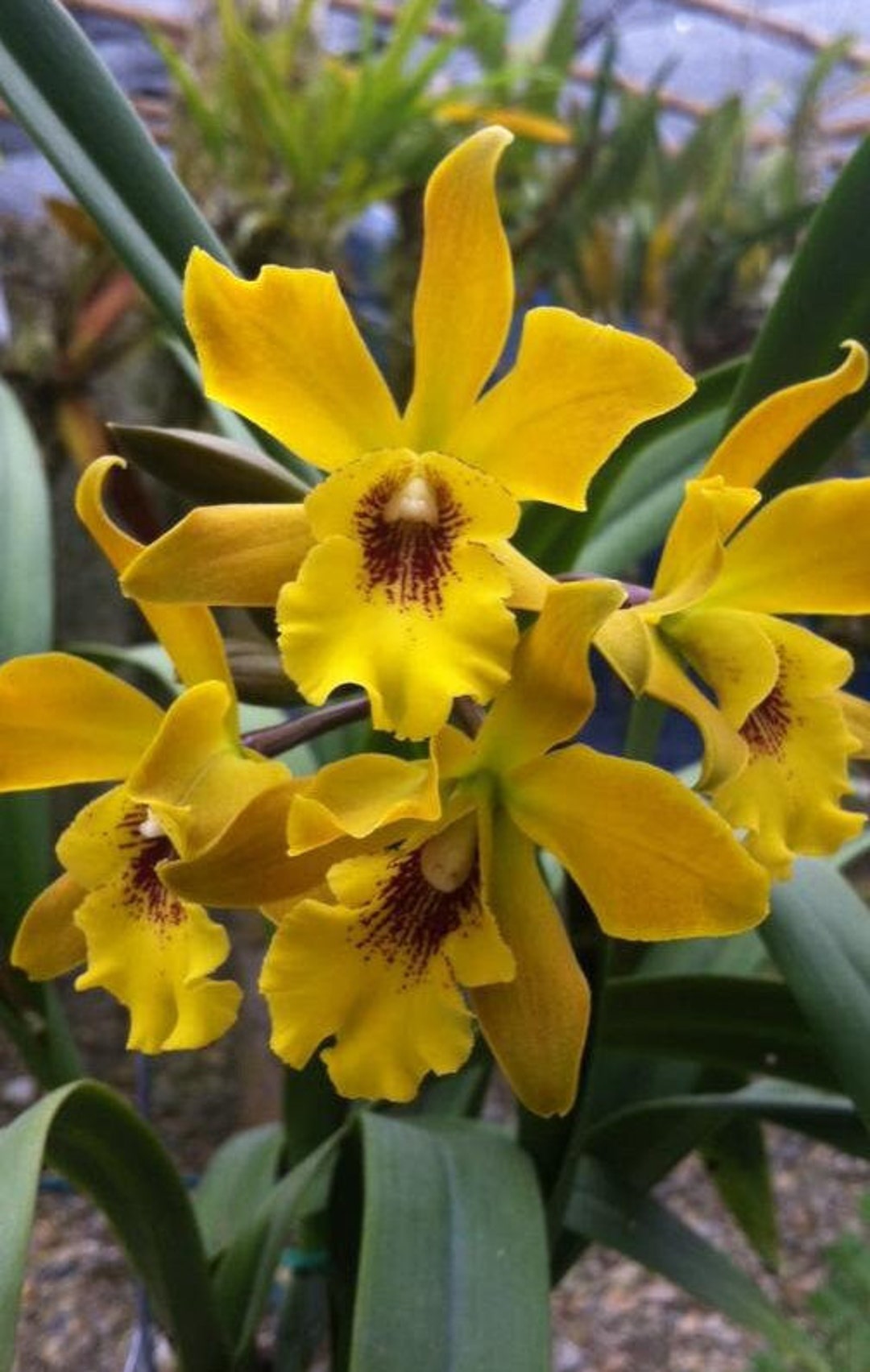 Cattleya Orchid Epicat. Jackie Bright 'hilo Stars' Live Plant - Etsy