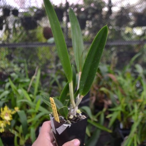 Orchid Cattleya Bc Rustic Spot Mature Live Plant - Etsy