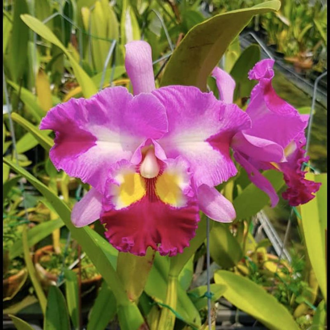 Orchid Cattleya Rlc. Taiwan Yi Mei Crazy Night Mature Size Plant - Etsy