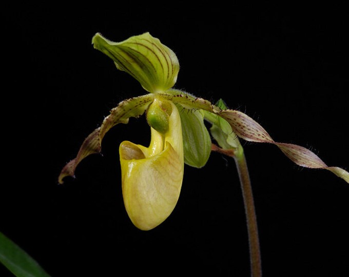 Paphiopedilum Saint Pinot (paph Saint Swithin × Paph Pinocchio) Slipper ...