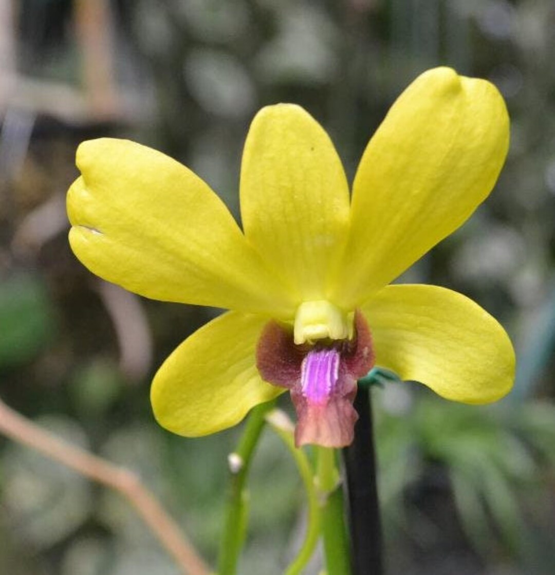 Mature Orchid Plant Dendrobium Tongchai Gold Mature Live Plant - Etsy