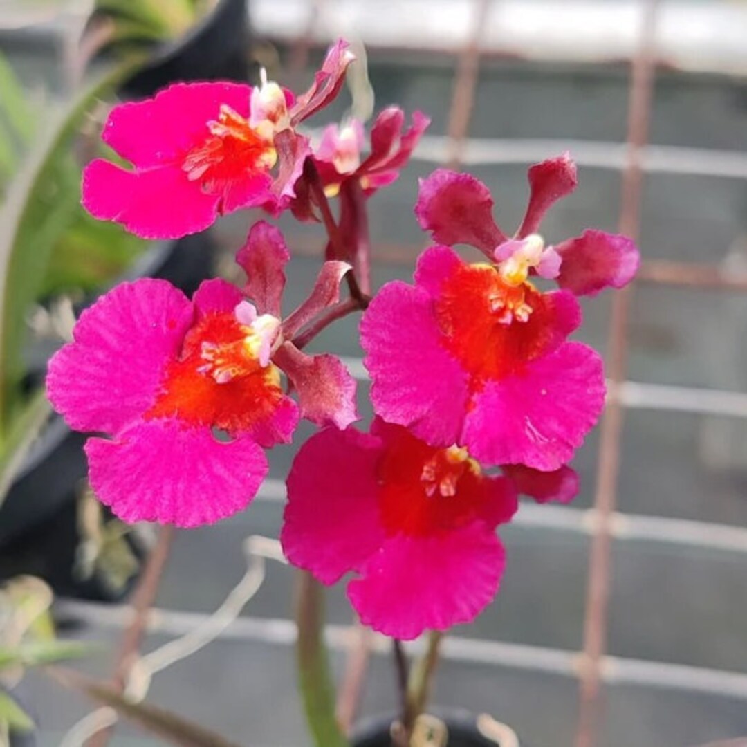 Miniature Orchid Oncidium Tolumnia Jairak Flyer 'gules' Oncidium ...