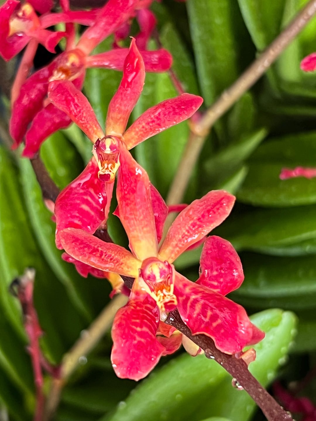Mature Very Rare Orchid Renanthera Aranthera Paul David ( Aranthera ...