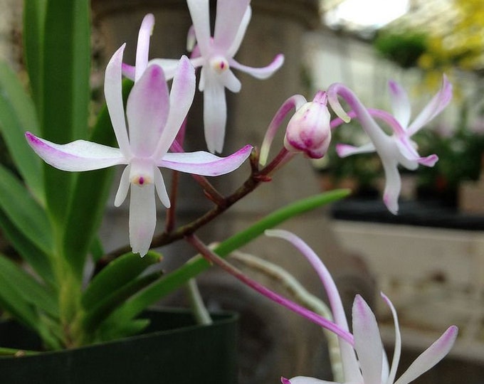 Orchid Vanda Neostylis Baby Angel Minature Live Orchid - Etsy