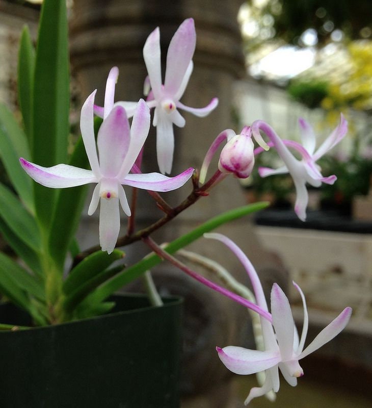 Orchid Vanda Neostylis Baby Angel Minature Live Orchid - Etsy