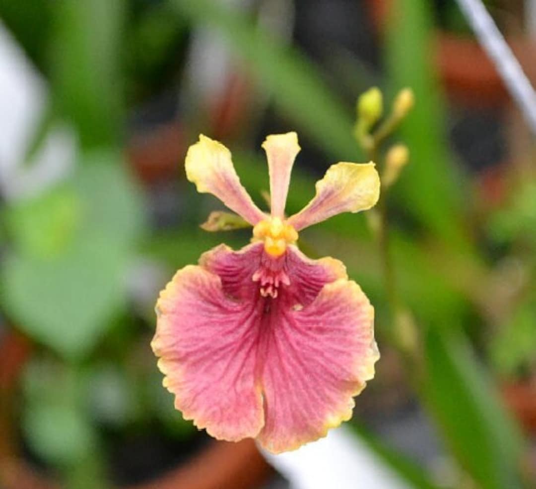 Miniature Orchid Oncidium Tolumnia Jairak Flyer '703' Oncidium ...