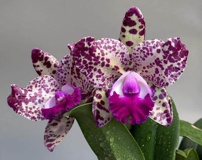 Rare Orchid Cattleya Rlc Taiwan Cognac 'orchis' Live Plant - Etsy