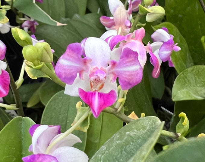 Novelty Phalaenopsis Orchid Phal. Anna Larati Soekardi (peloric) Near Mature Live Orchid - Etsy