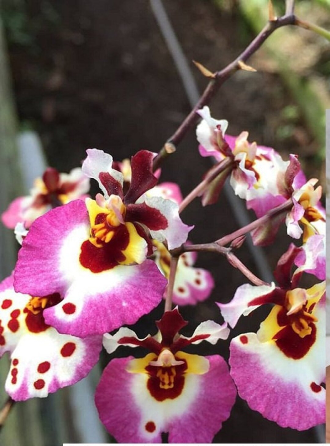 Miniature Orchid Oncidium Tolumnia Jairak Firm 'pink Lady' Oncidium ...