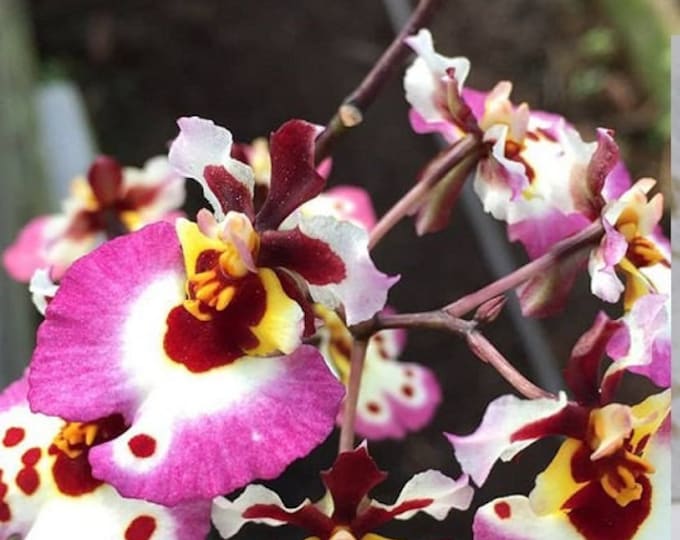 Miniature Orchid Oncidium Tolumnia Jairak Firm 'pink Lady' Oncidium ...