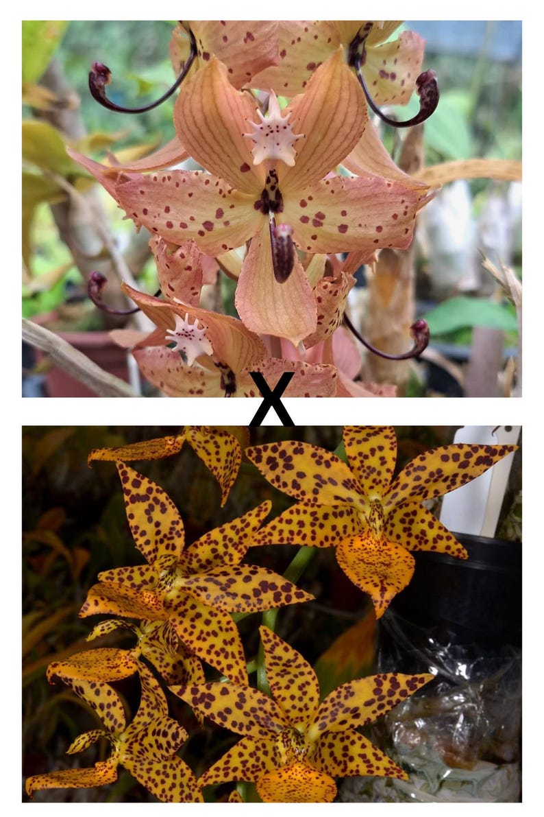 Orchid Catasetum Cyc. Jean Monnier X Cycnodes Freckled Sweetheart Live ...