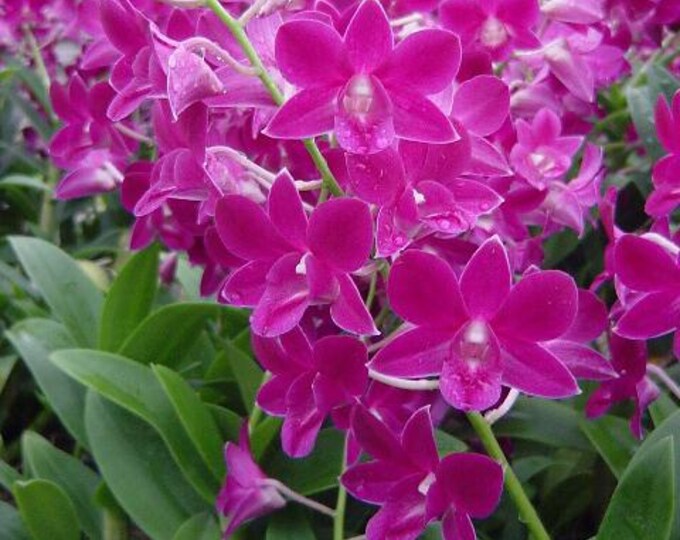 Seedling Orchid Plant Dendrobium Genting Red Seedling Live Plant - Etsy