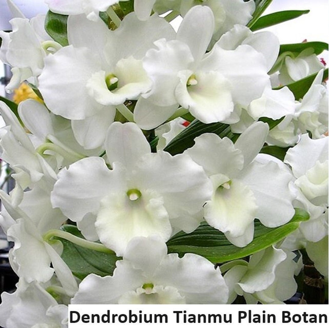 Orchid Dendrobium Nobile Dendrobium Den Tianmu Plain Botan 4 Inch Pot ...
