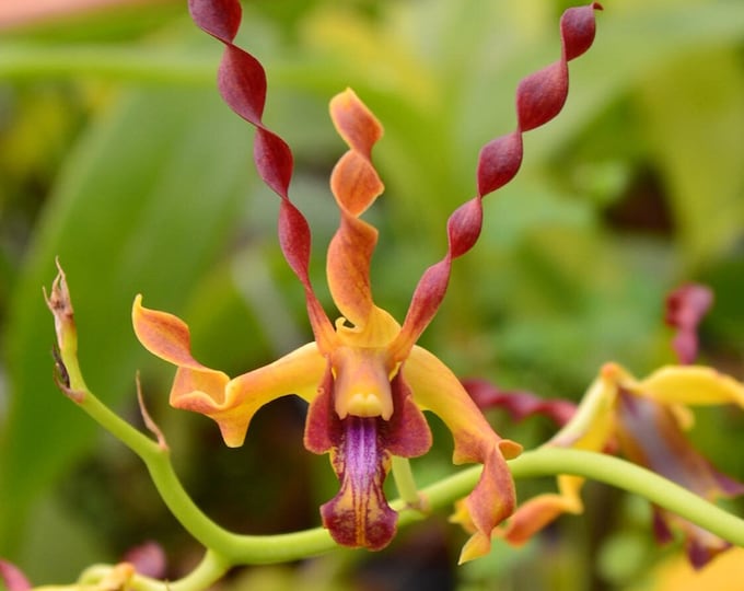 Orchid Dendrobium Den. Airy Gold Spin Live Plant - Etsy