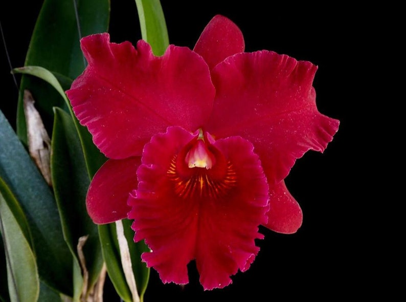 Orchid Cattleya Rlc Hey Song 'tian Mu' Live Near - Etsy