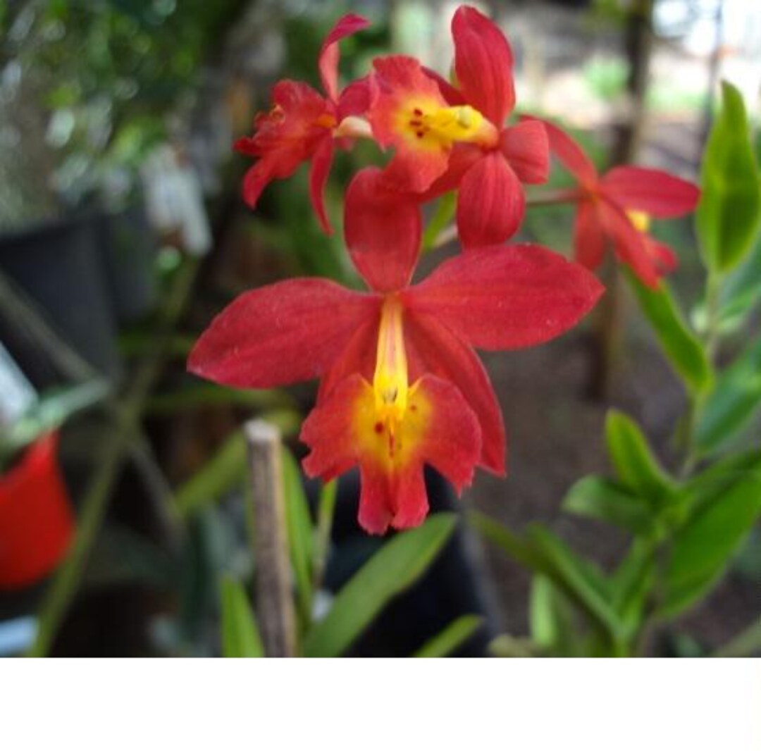 Orchid Red Epidendrum Epiphronitis Veitchii Live Plant - Etsy