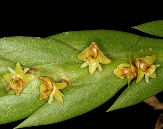 Very Rare Orchid Dendrobium Keithii Species Rare Live Plant - Etsy