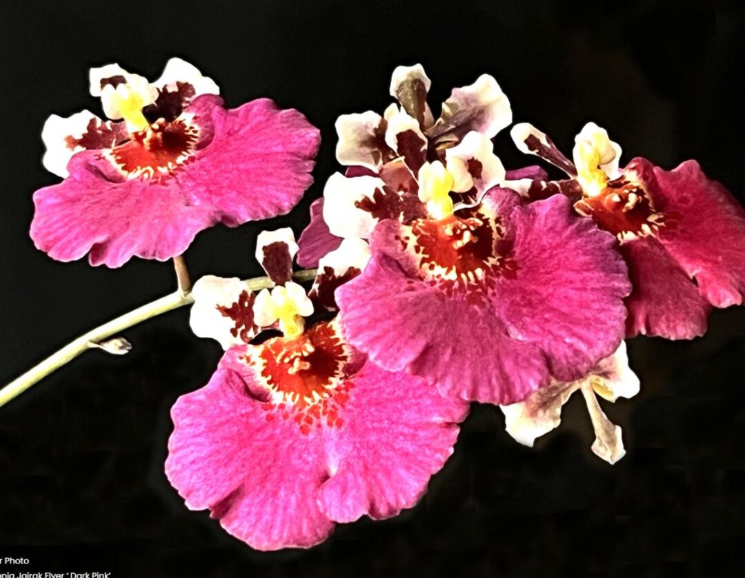 Miniature Orchid Oncidium Tolumnia Jairak Flyer 'dark Pink' Oncidium ...