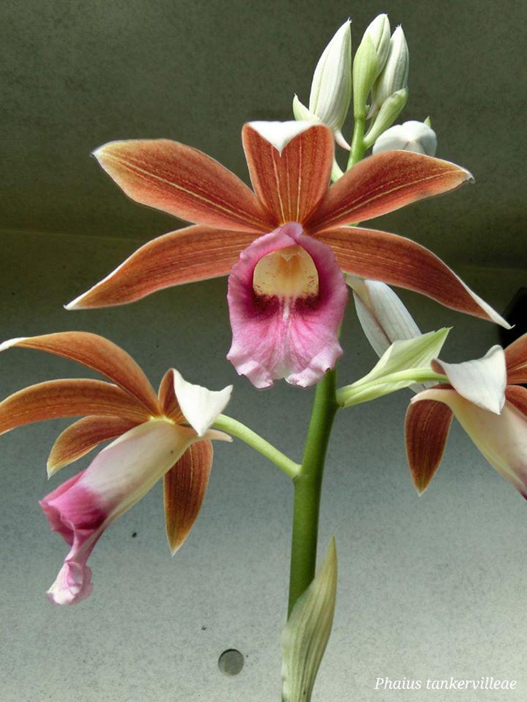 Orchid Rare Phaius Tankervilleae Ground Orchid Live Plant - Etsy