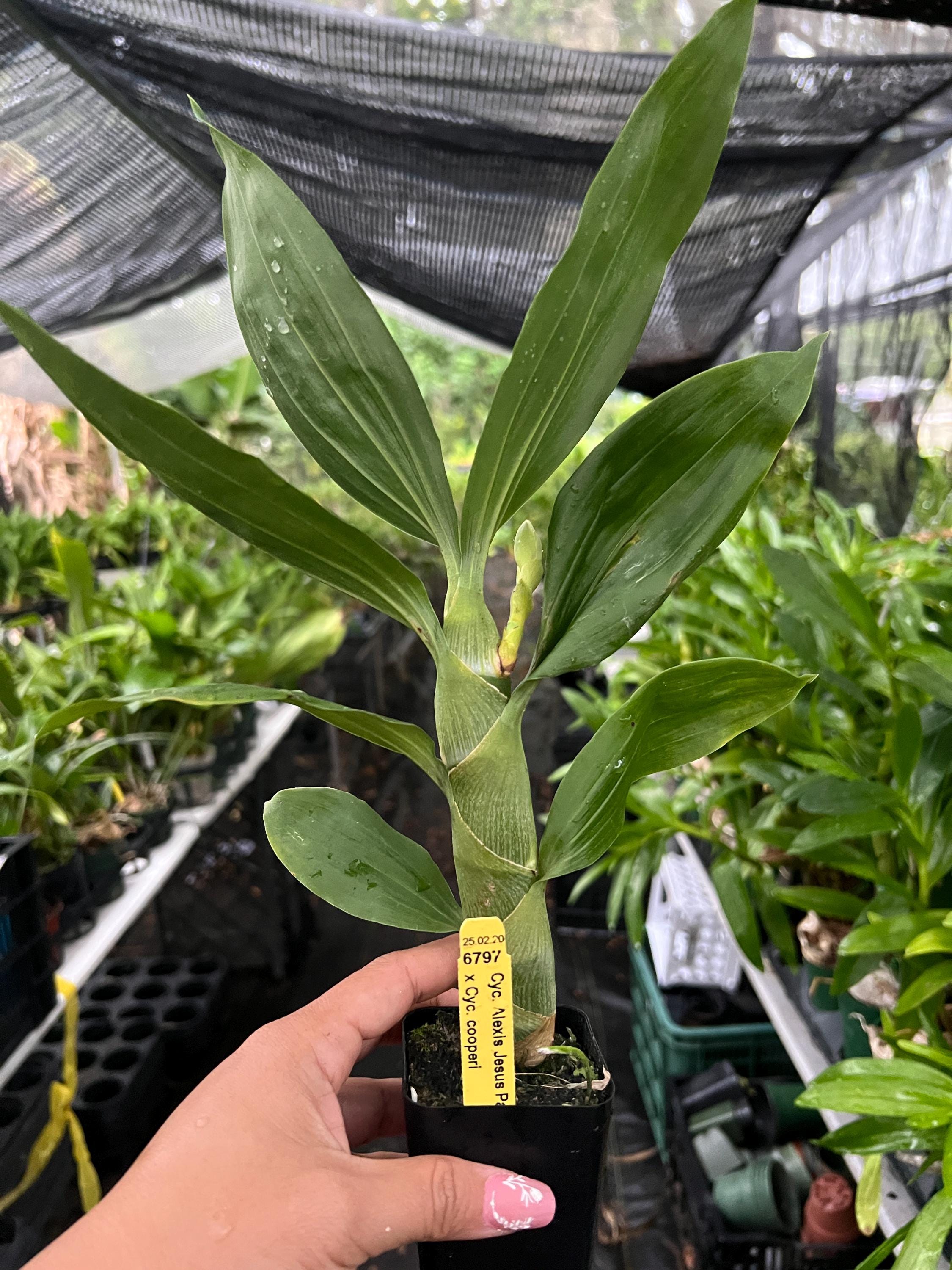 Orchid Catasetum Cyc. Alexis Jesus Pardo 'SVO' X Cycnodes Fcooperi Live ...