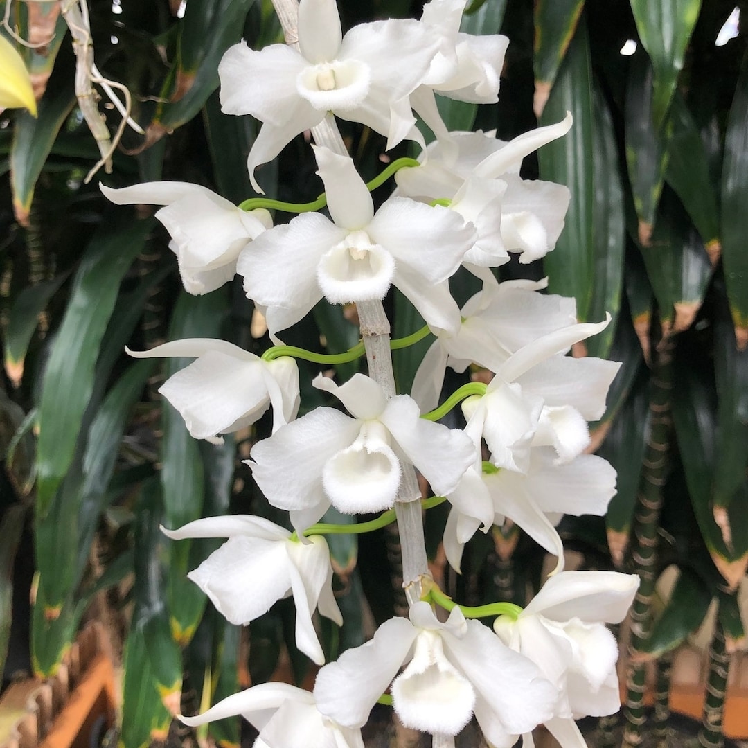 Rare Orchid Species Dendrobium Den Anosmum ' Alba' Live Mature Plant - Etsy