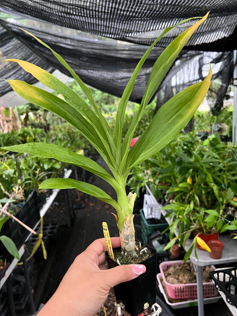 Orchid Catasetum Cyc. Jean Monnier X Cycnodes Freckled Sweetheart Live ...