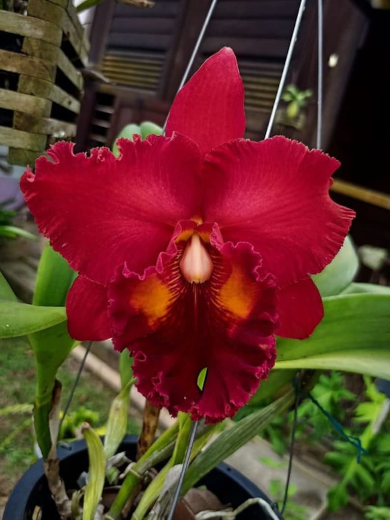 Orchid Cattleya Blc Nakornchaisri Red 'red Papaya' - Etsy