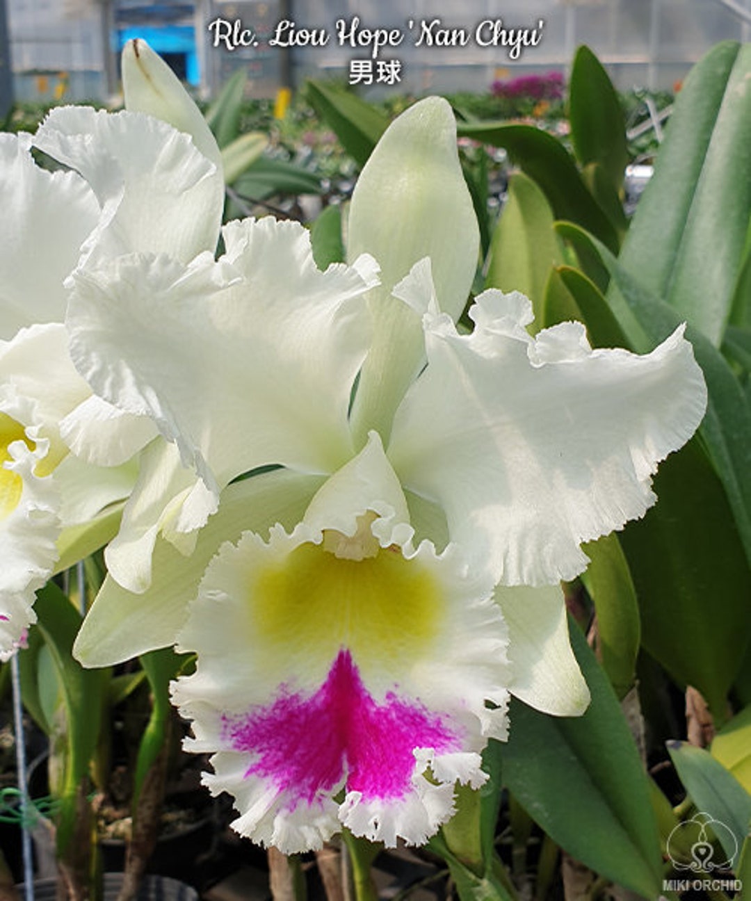 Orchid Cattleya Rlc. Liou Hope ball Live Mature Plant 5 Inch Pot - Etsy