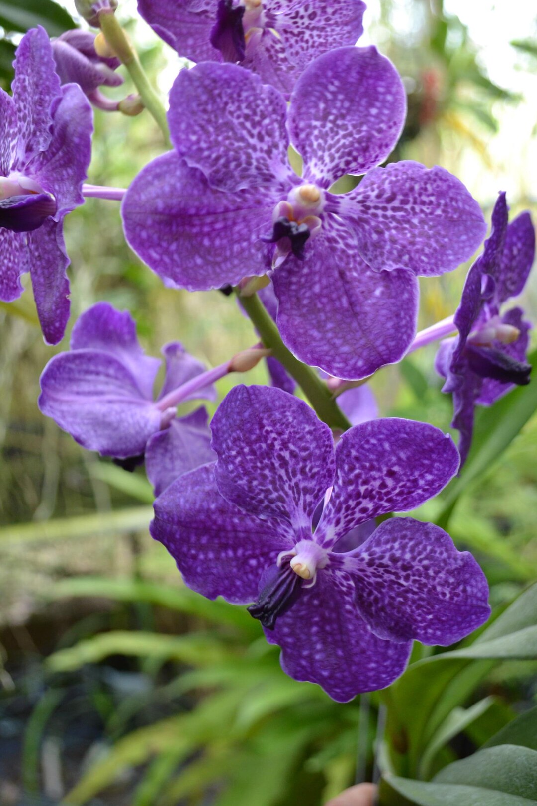 Hybrid Orchid Vanda Vanda Golamco's Blue Magic X Vanda Somsri Mature ...