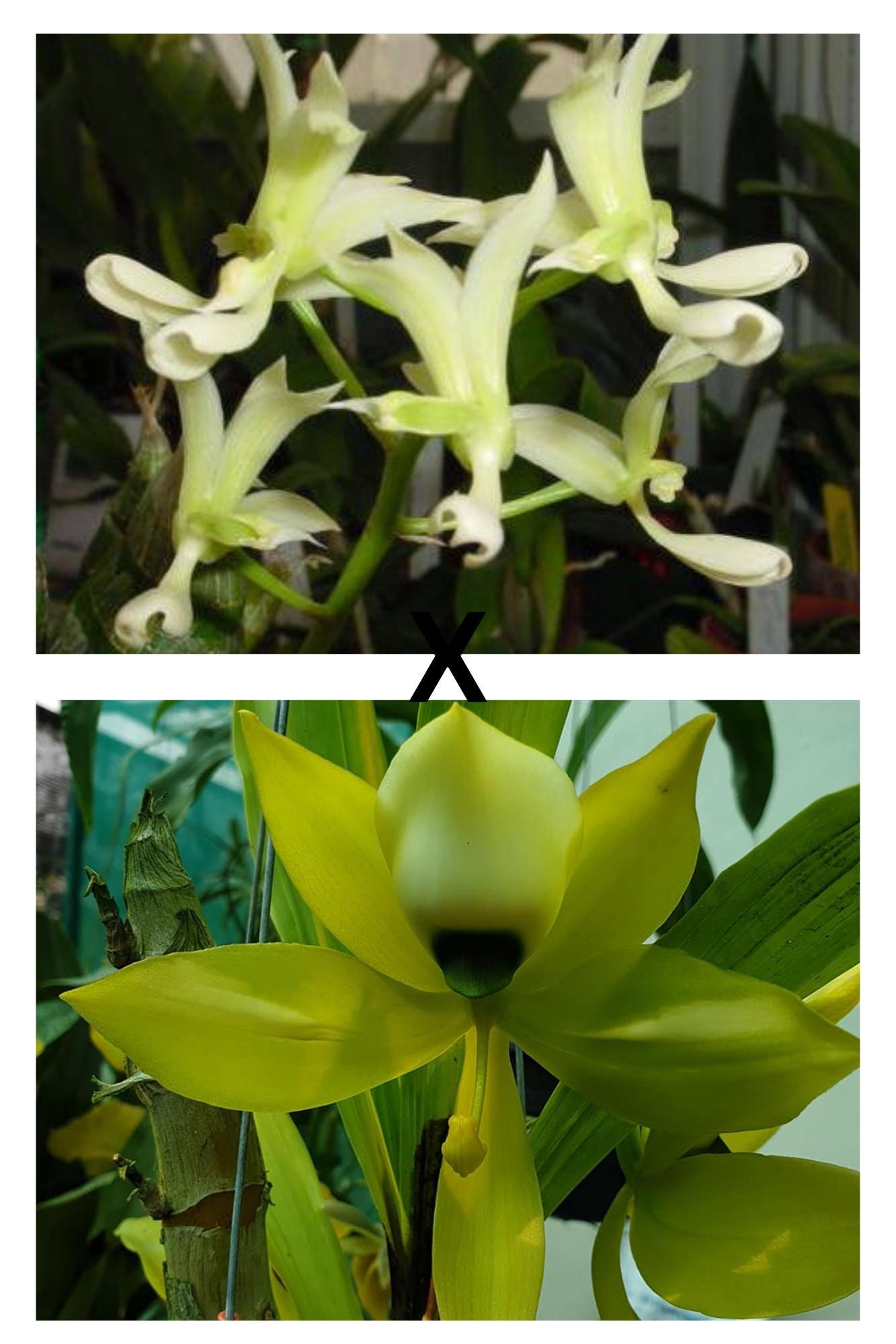 Orchid Catasetum Cycnodes Emerald Swans (mormodes Tezontle × Cycnoches ...