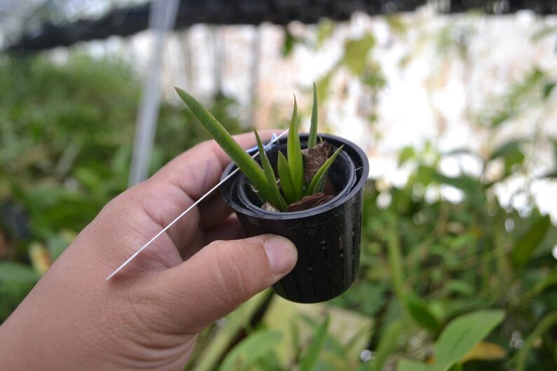 Miniature Orchid Oncidium Tolumnia Jairak Firm 'crimson' Oncidium ...