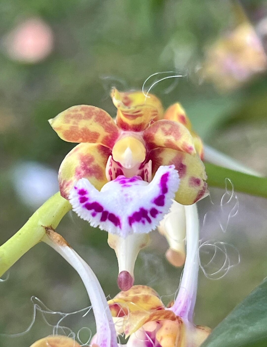 Rare Orchid Vanda Species Vanda Aerides Flabellata Mature Live Orchid ...