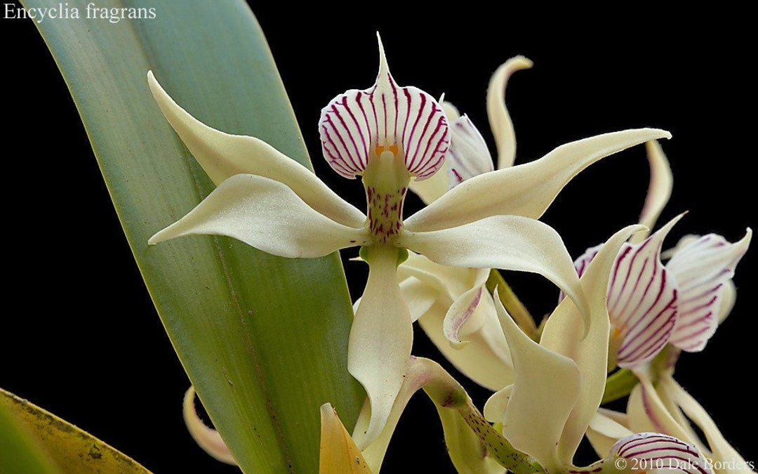 Very Rare Orchid Species Encyclia Fragrans Species Live Plant - Etsy