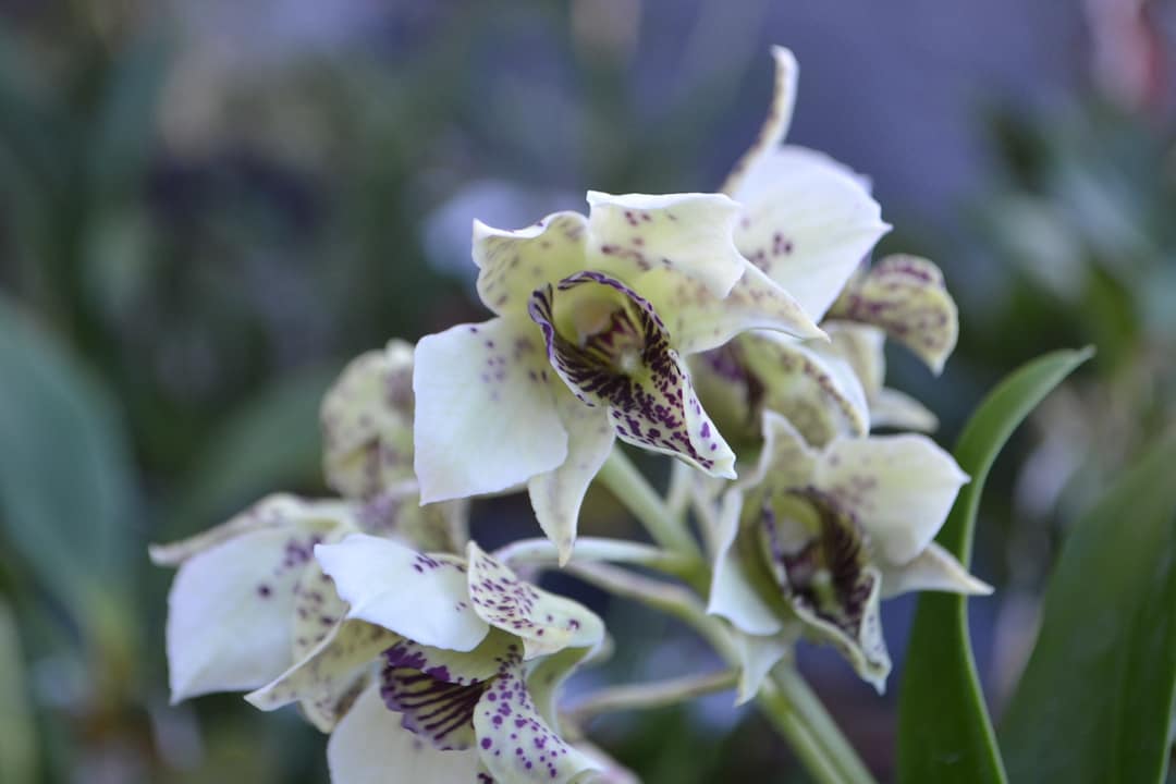 Orchid Dendrobium Roy Tokunaga Plant Live Orchid - Etsy