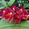 Orchid Dendrobium Den Tangerine Dream X Den Unicum Live Plant - Etsy