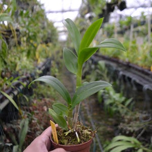 Seedling Orchid Plant Dendrobium Genting Red Seedling Live Plant - Etsy