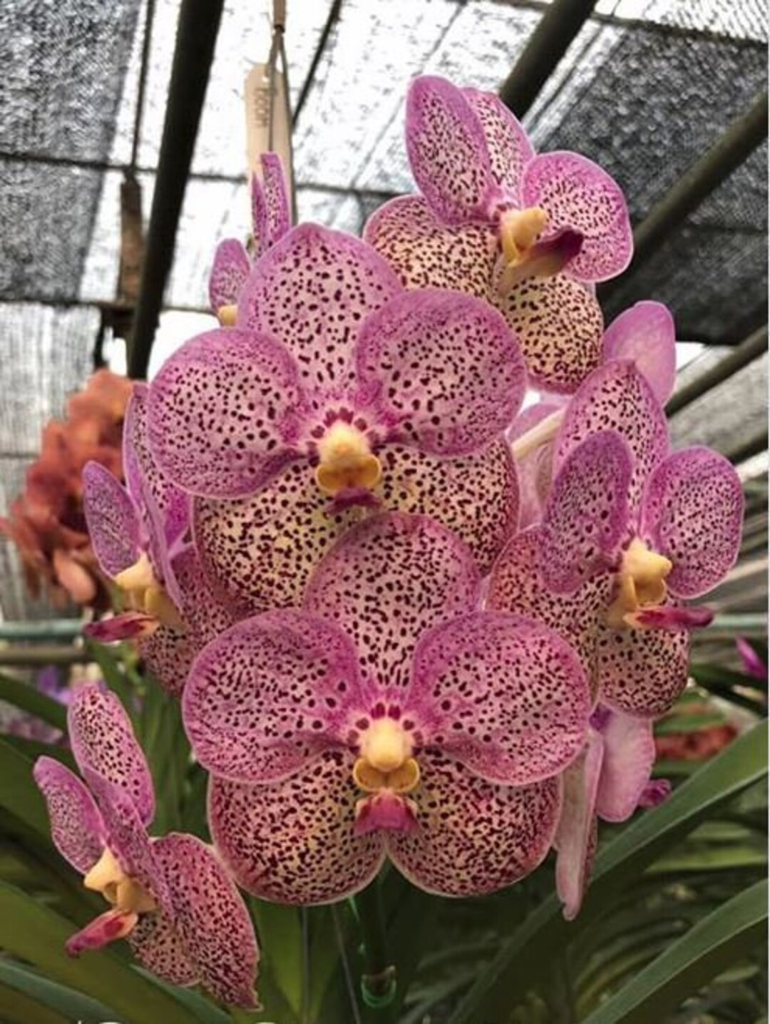 Hybrid Orchid Vanda V. Somsri Pink X Kulwadee Fragrance Mature Live ...