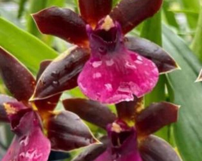 Orchid Zygopetalum La Jolla Delight 'HOF' AM/AOS Live Plant - Etsy