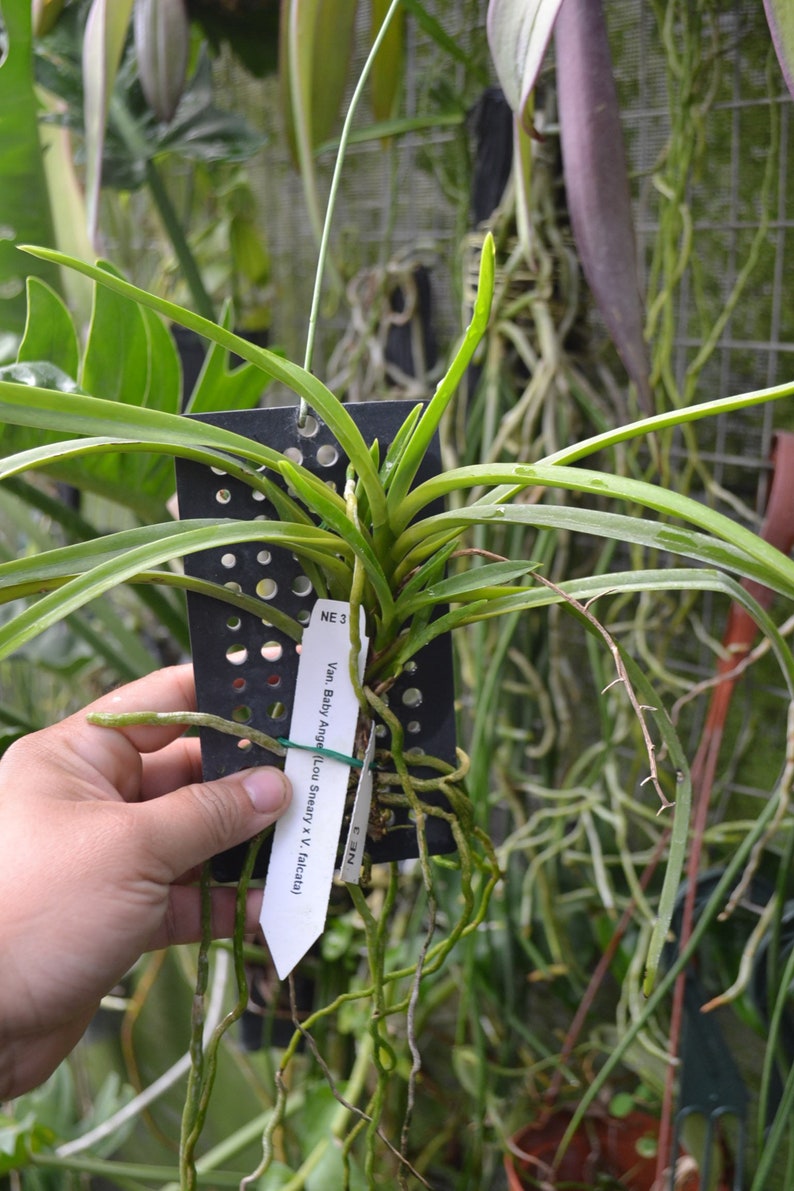 Orchid Vanda Neostylis Baby Angel Minature Live Orchid - Etsy